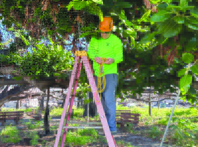 Treecovery: Growing for the future | News, Sports, Jobs - Maui News